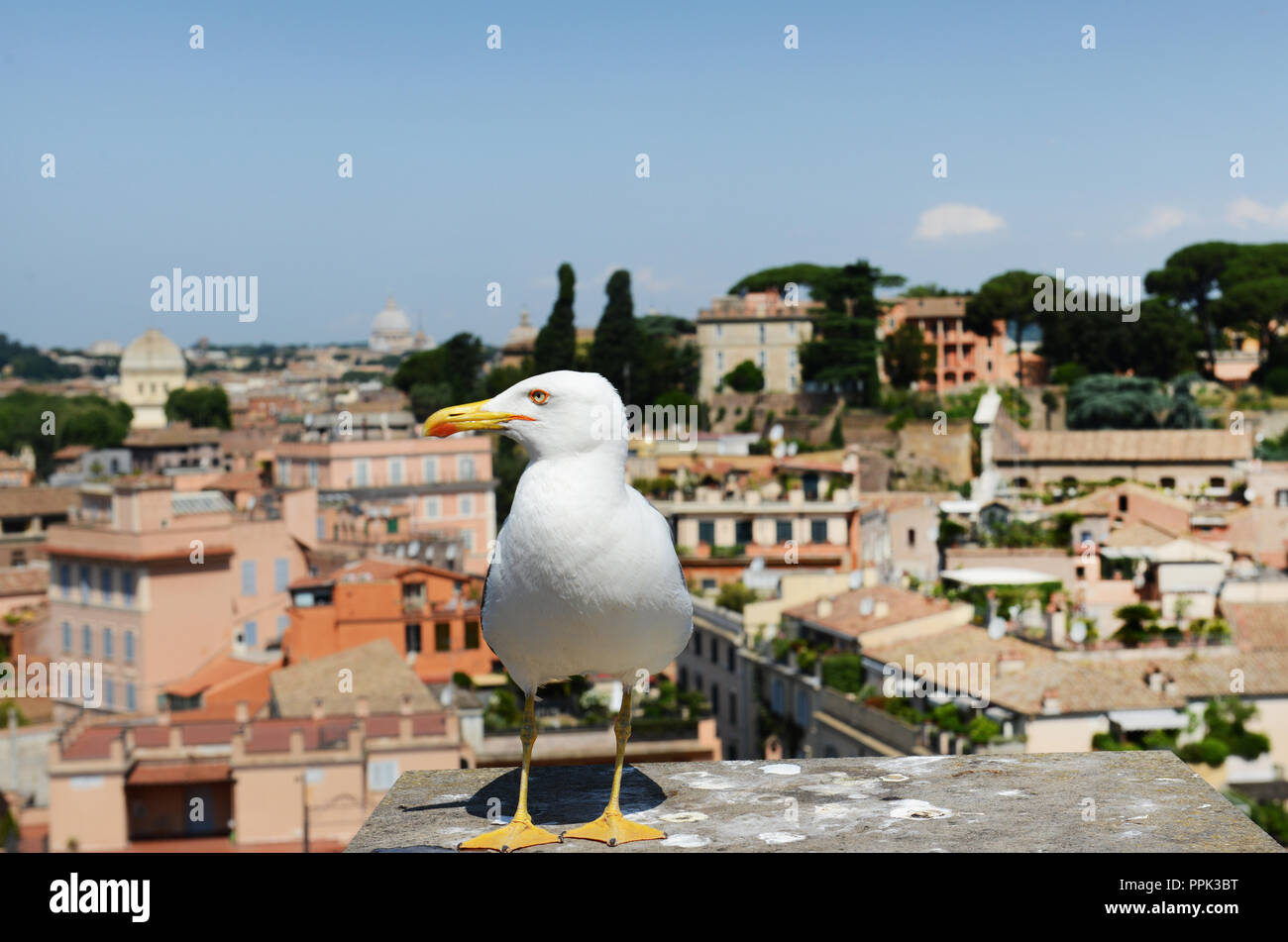 A Sea Gull in Rome, Italy Stock Photo - Alamy