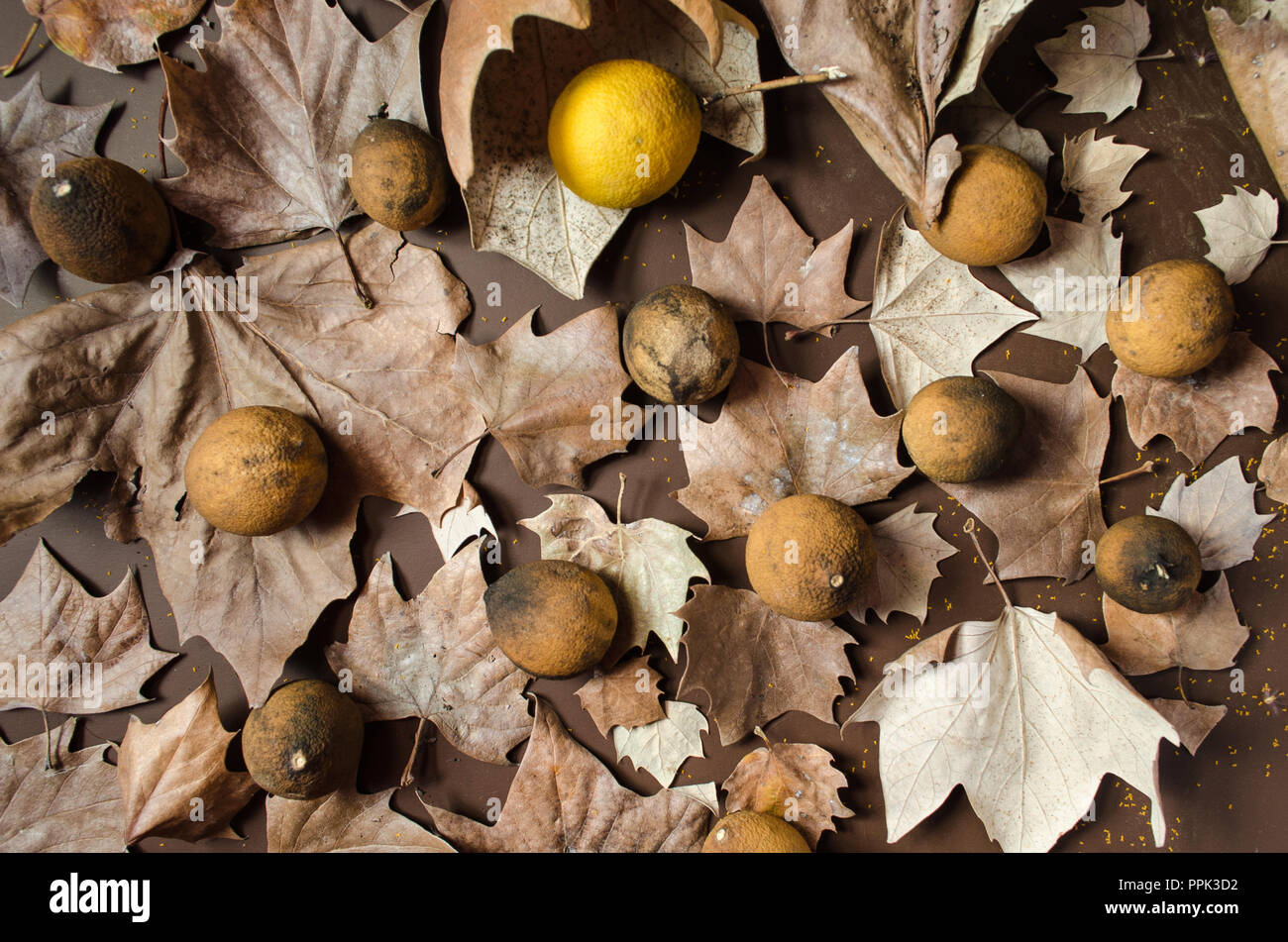 Autumn leaves decorated with dried lemons, on a background of brown ...