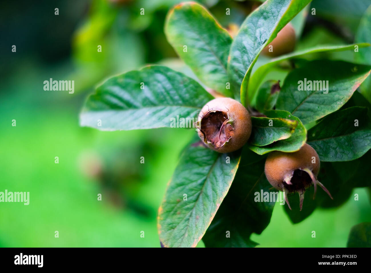 Medlar fruits ripening on the tree in the orchard at Pentillie Castle ...