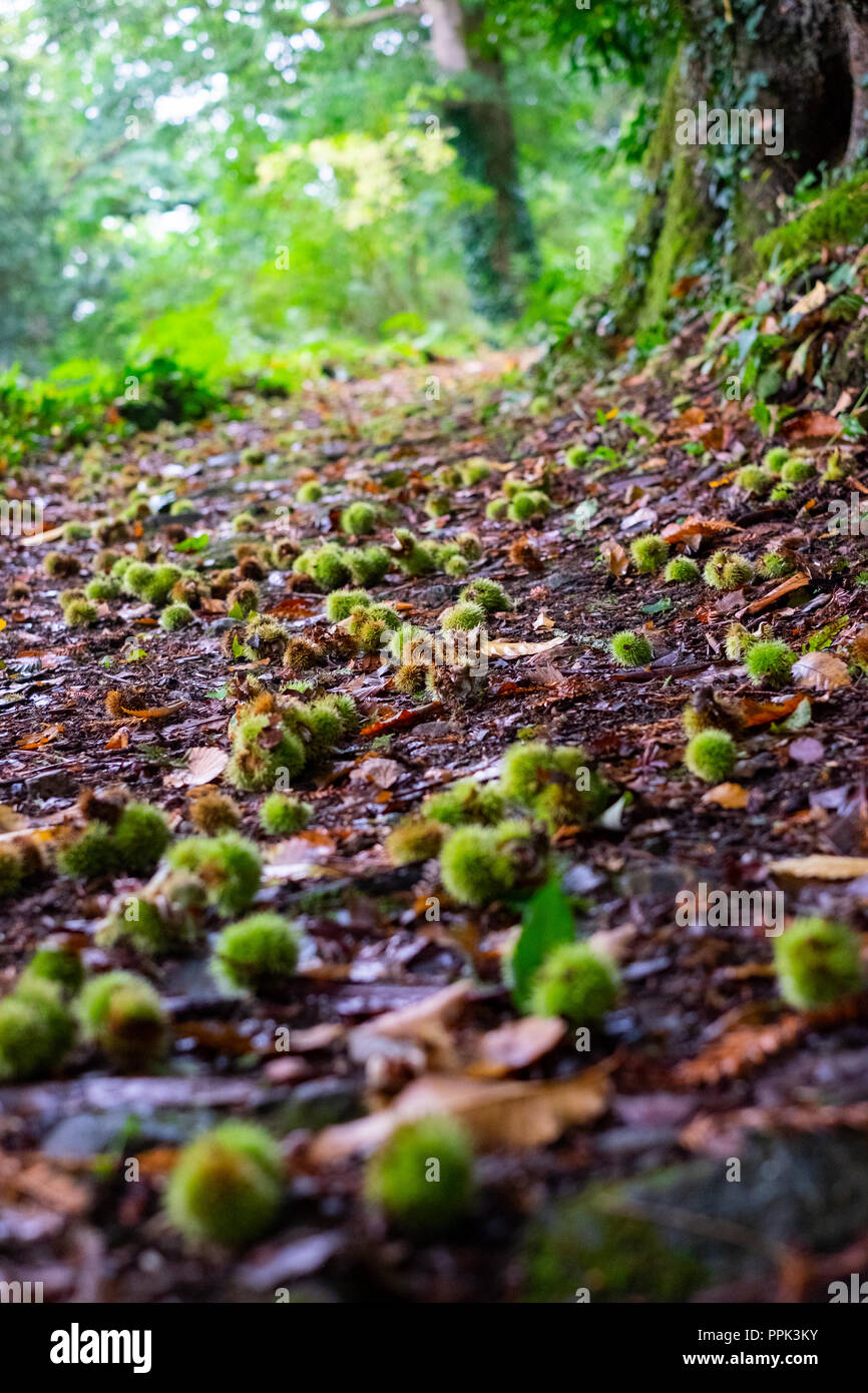 Nuts in green shells hi-res stock photography and images - Alamy