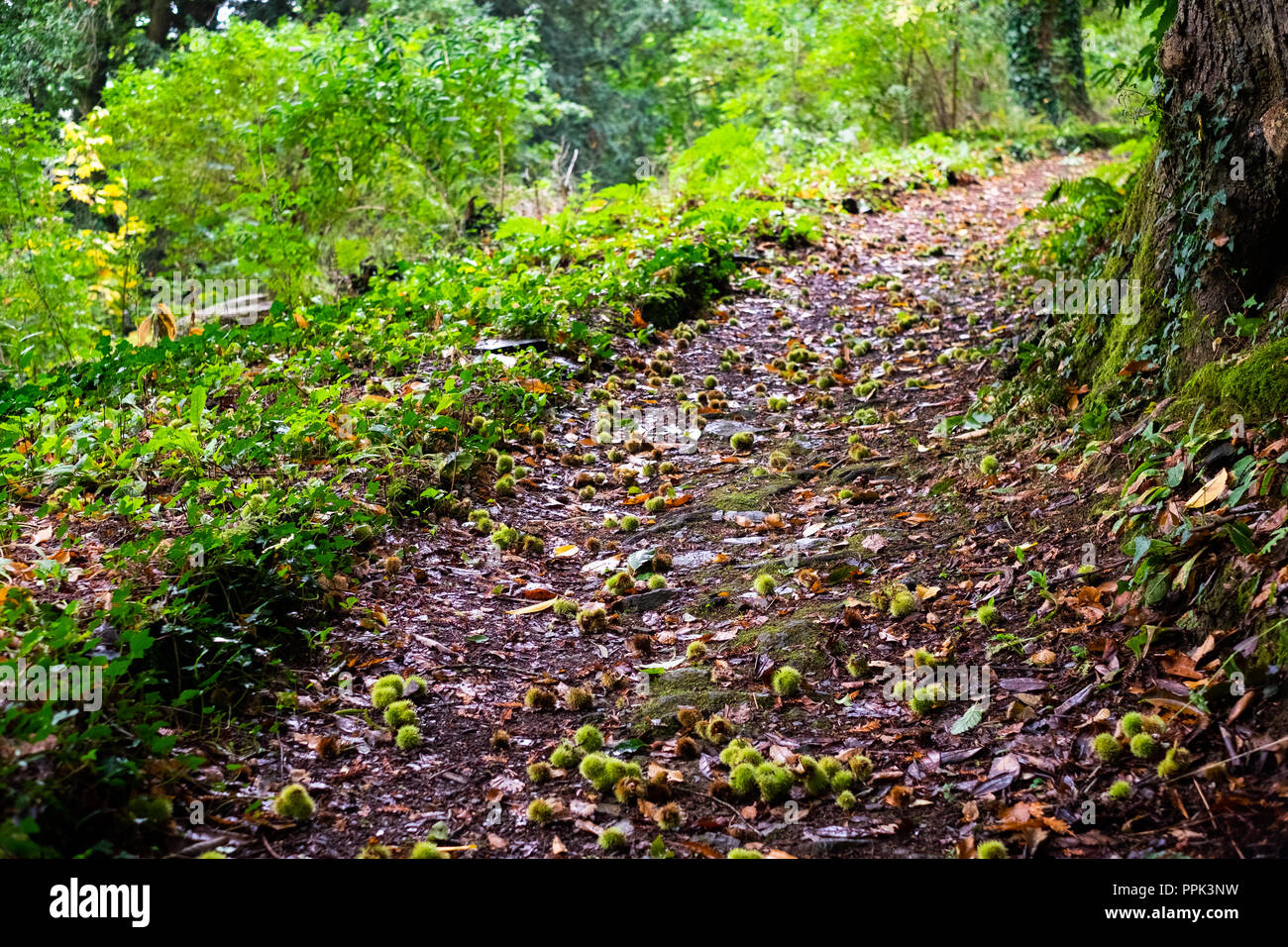 Bright green and spiky outer shells of sweet chestnuts littering the ...