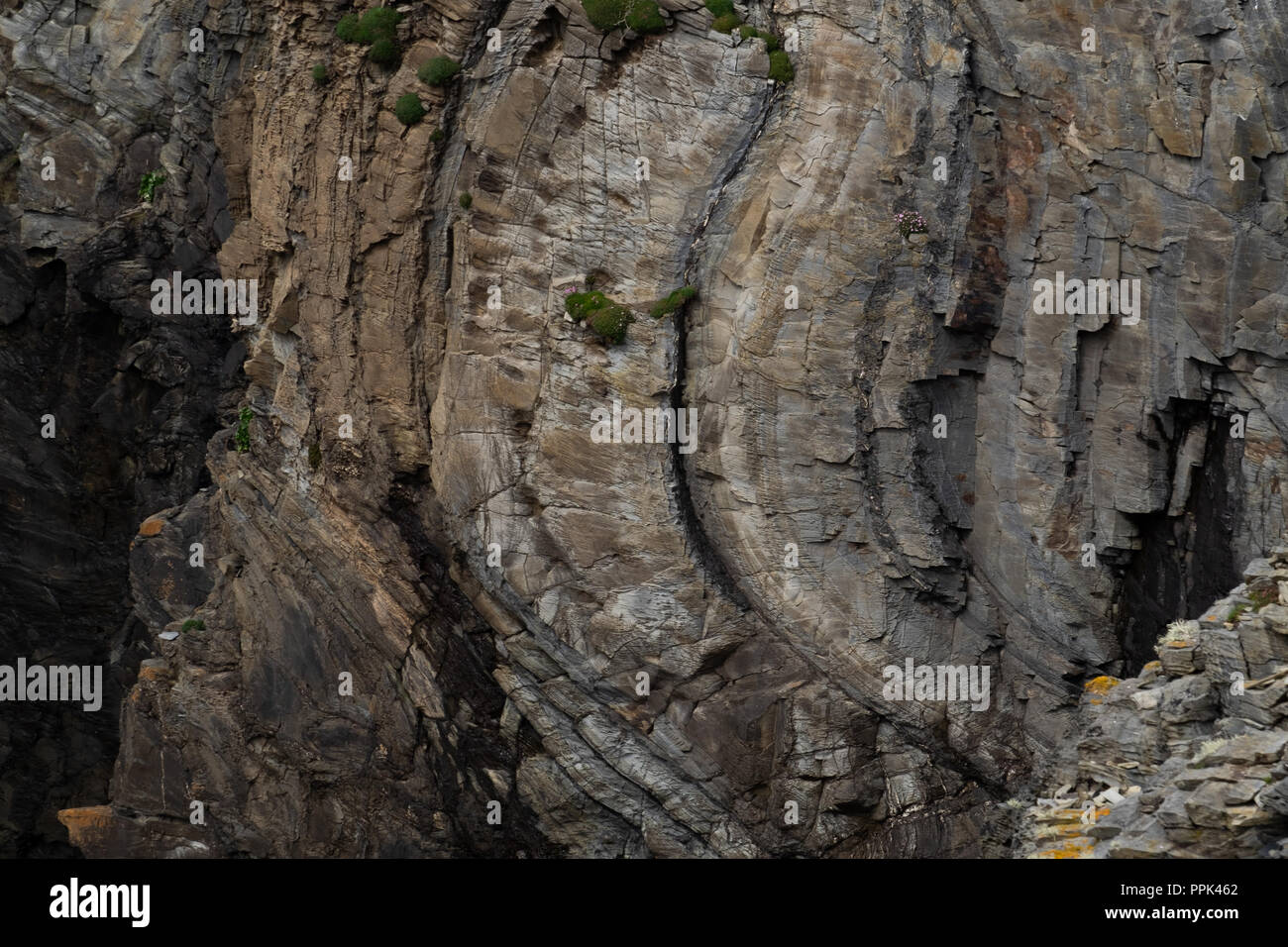 Folded rock formations into curves and caves in Cornish cliffs showing ...