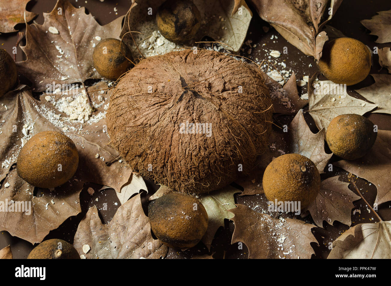 Dried coconut leaves hi-res stock photography and images - Alamy
