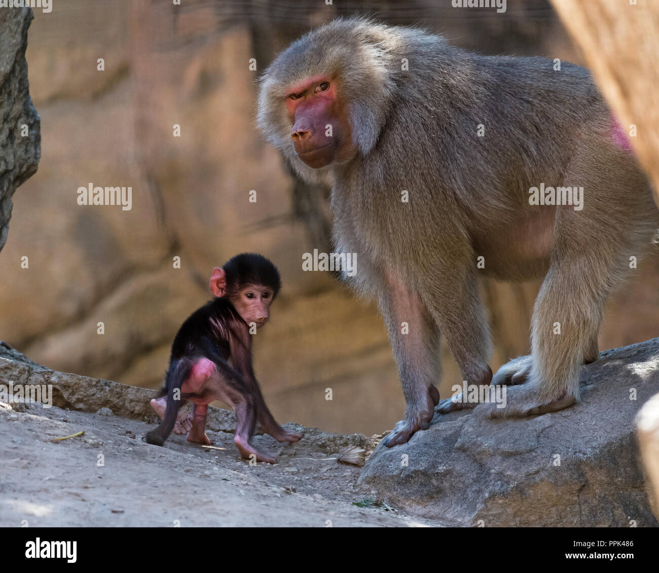 Mandrill baby hi-res stock photography and images - Alamy