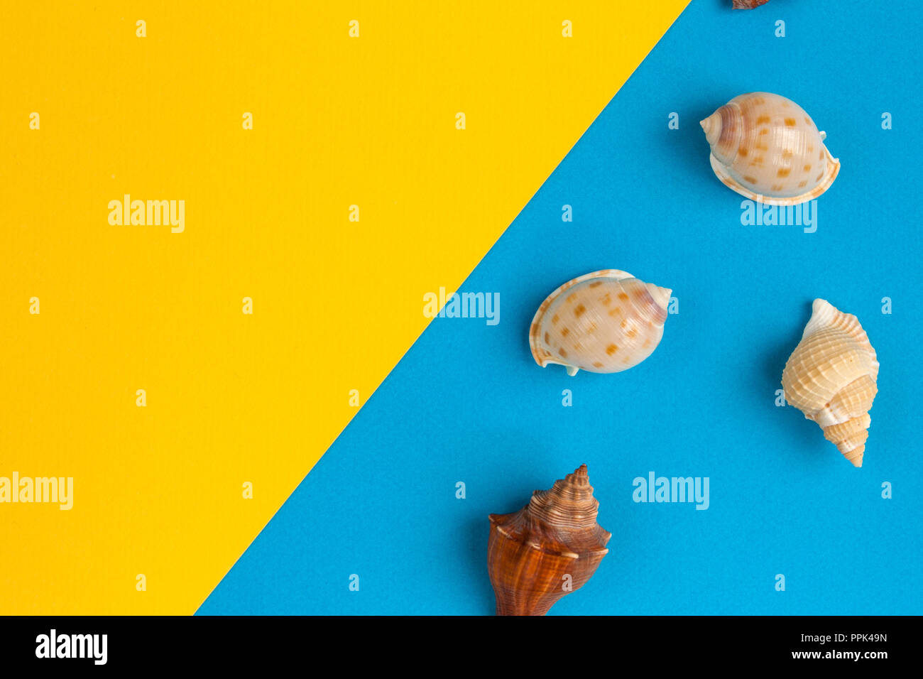 Five sea shells on a blue yellow background top view Stock Photo - Alamy