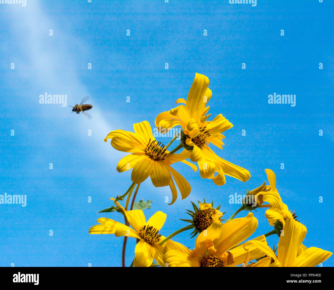 Bees collecting nectar from yellow flowers, close up Stock Photo - Alamy