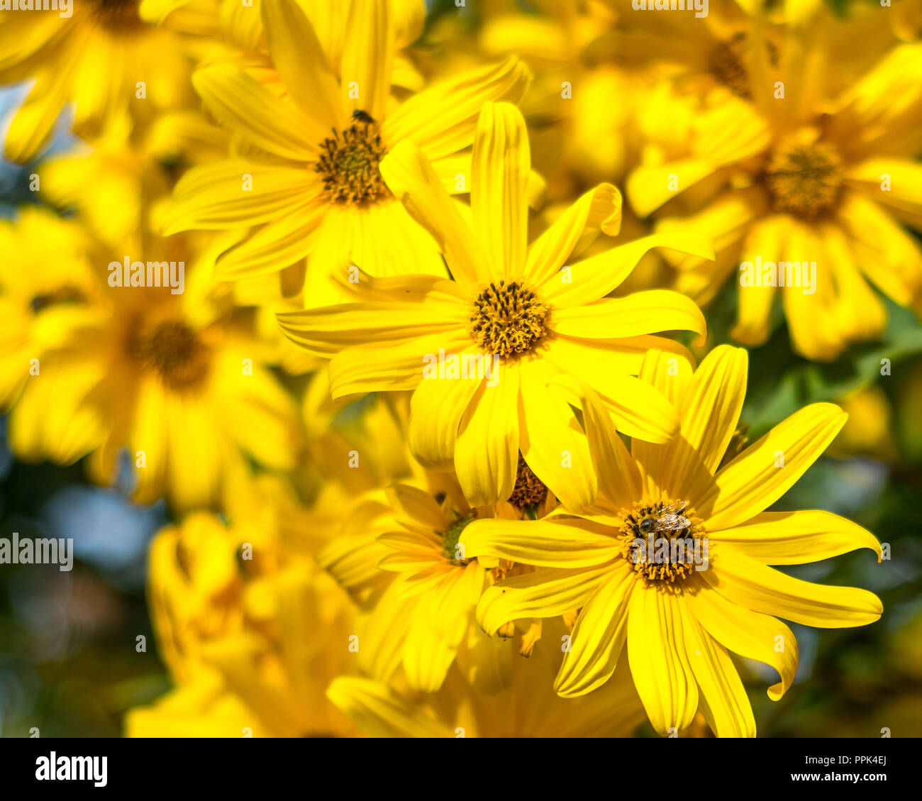 Bees collecting nectar from yellow flowers, close up Stock Photo - Alamy