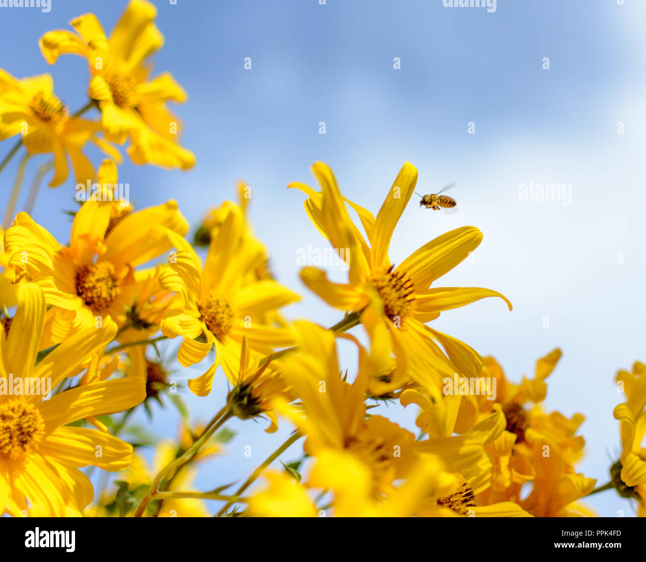 Honey bees collecting nectar pollinating hi-res stock photography and ...