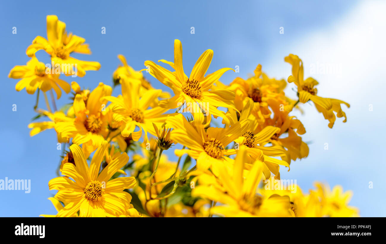 Bees collecting nectar from yellow flowers, close up Stock Photo - Alamy