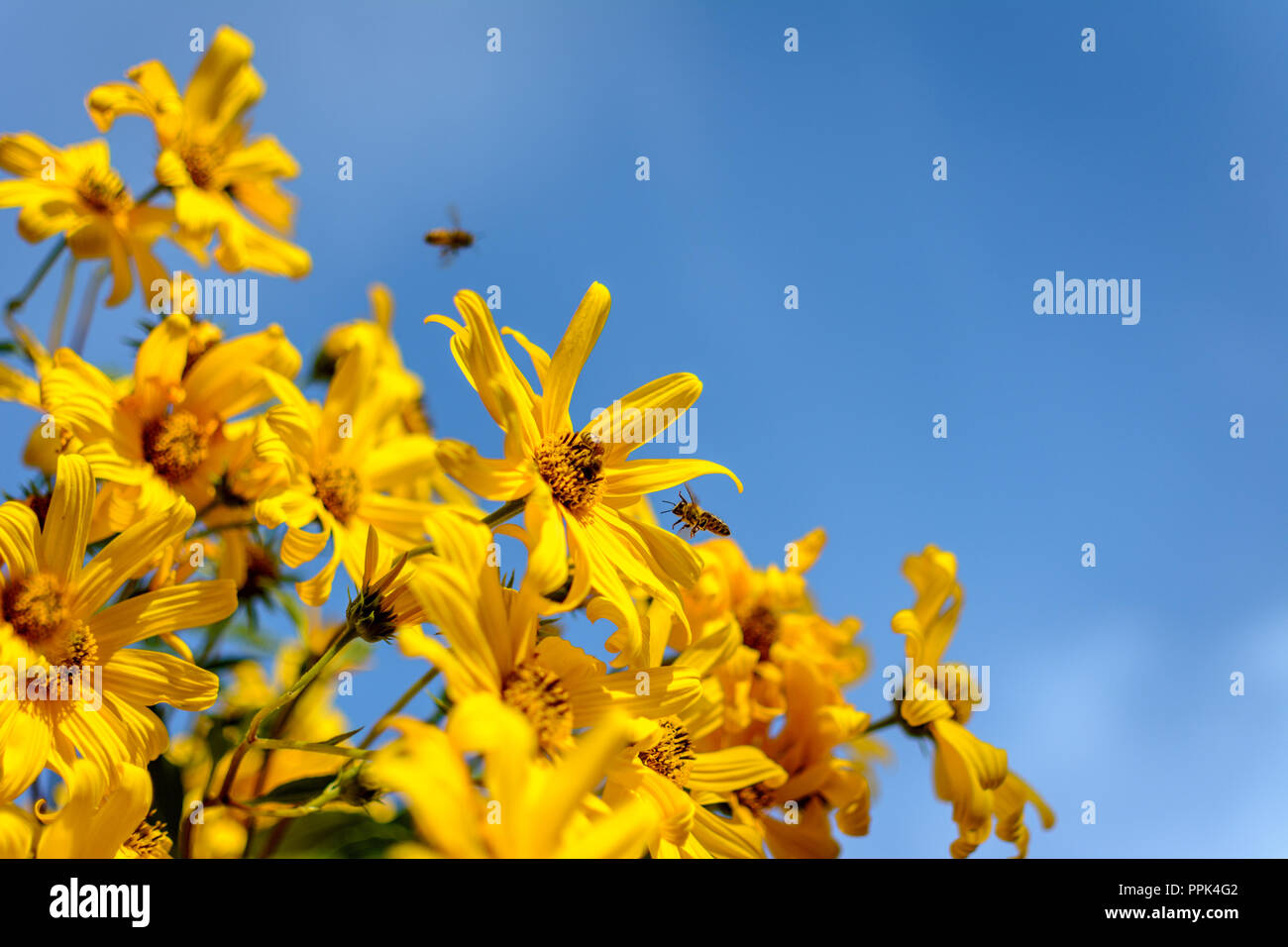 Bees collecting nectar from yellow flowers, close up Stock Photo - Alamy