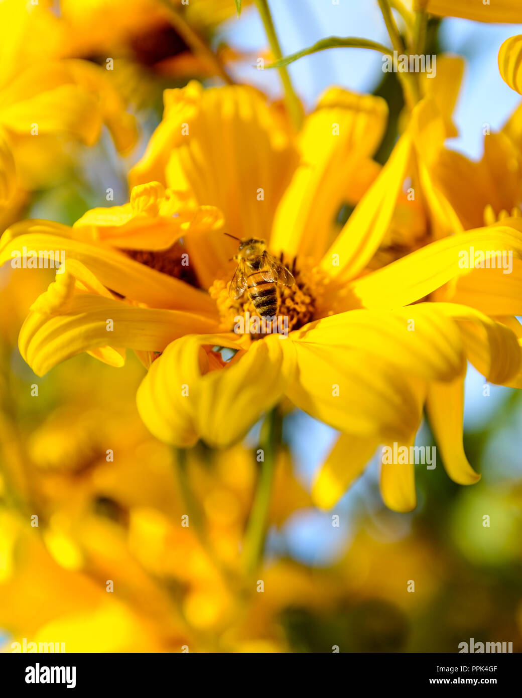 Collecting honey from hive hi-res stock photography and images - Alamy
