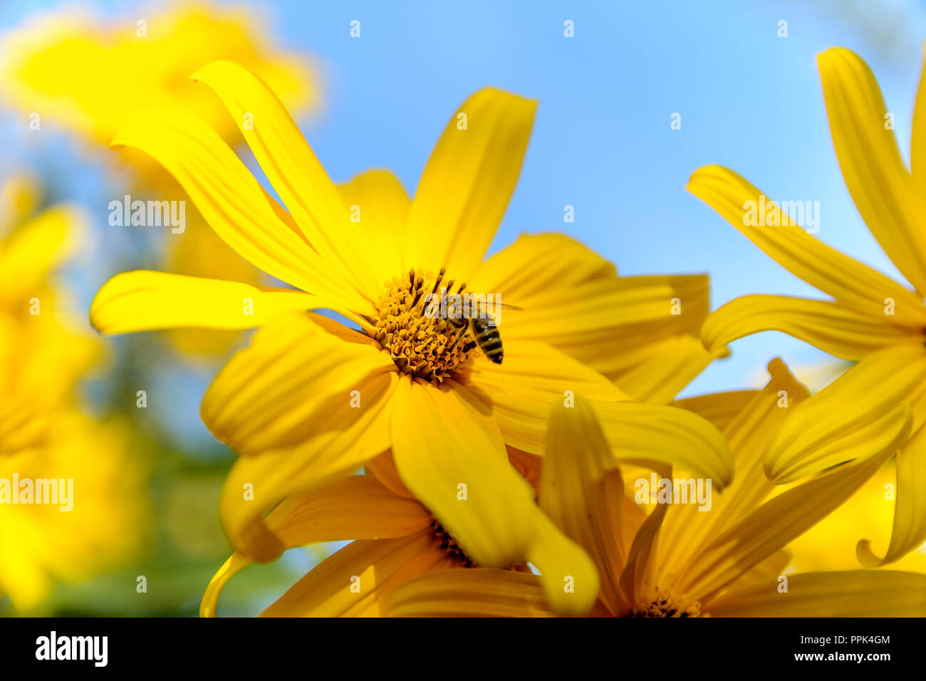 Bees collecting nectar hi-res stock photography and images - Alamy
