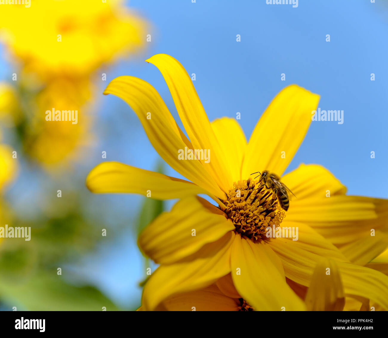 Bees collecting nectar from yellow flowers, close up Stock Photo - Alamy