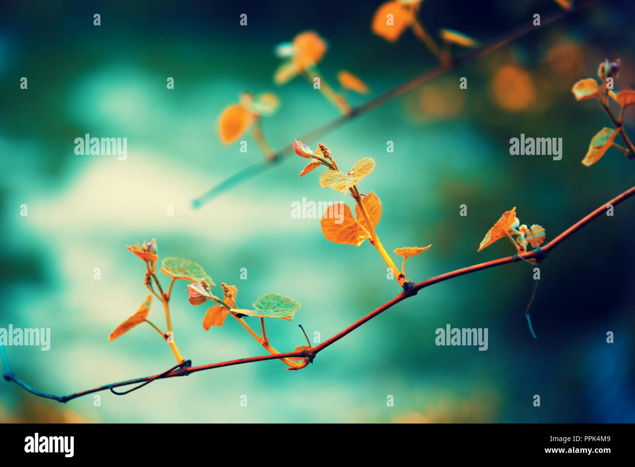 Grapevine shoots hi-res stock photography and images - Alamy