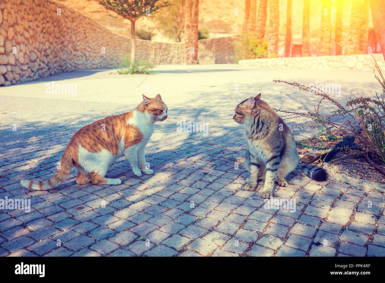 Two angry cats looks at each other in the yard Stock Photo - Alamy