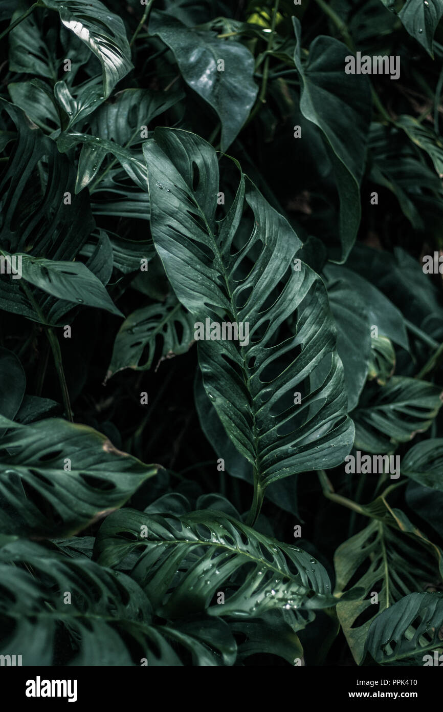 Multiple leaves of a monsteria Stock Photo - Alamy