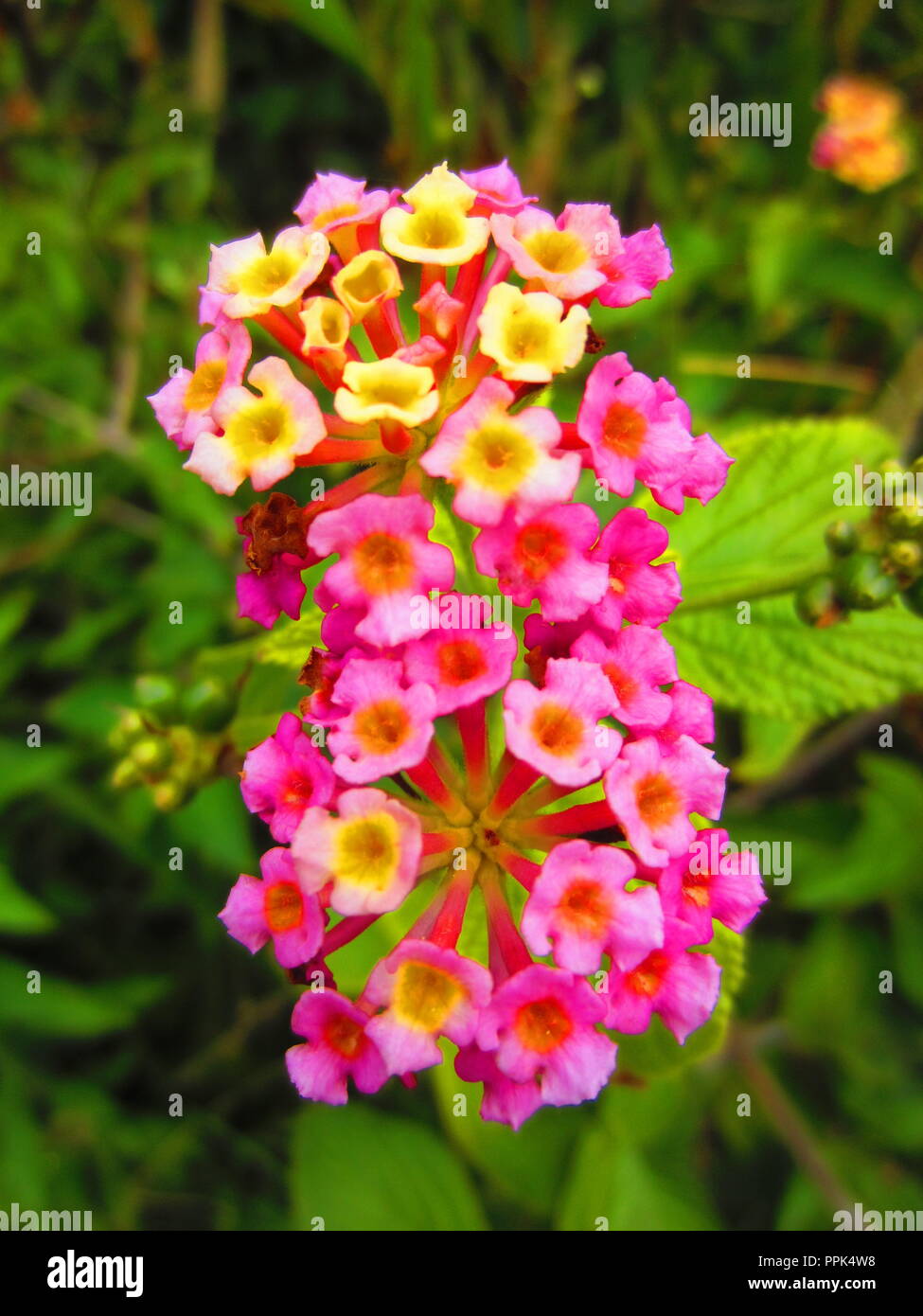 Invasive weeds hi-res stock photography and images - Alamy