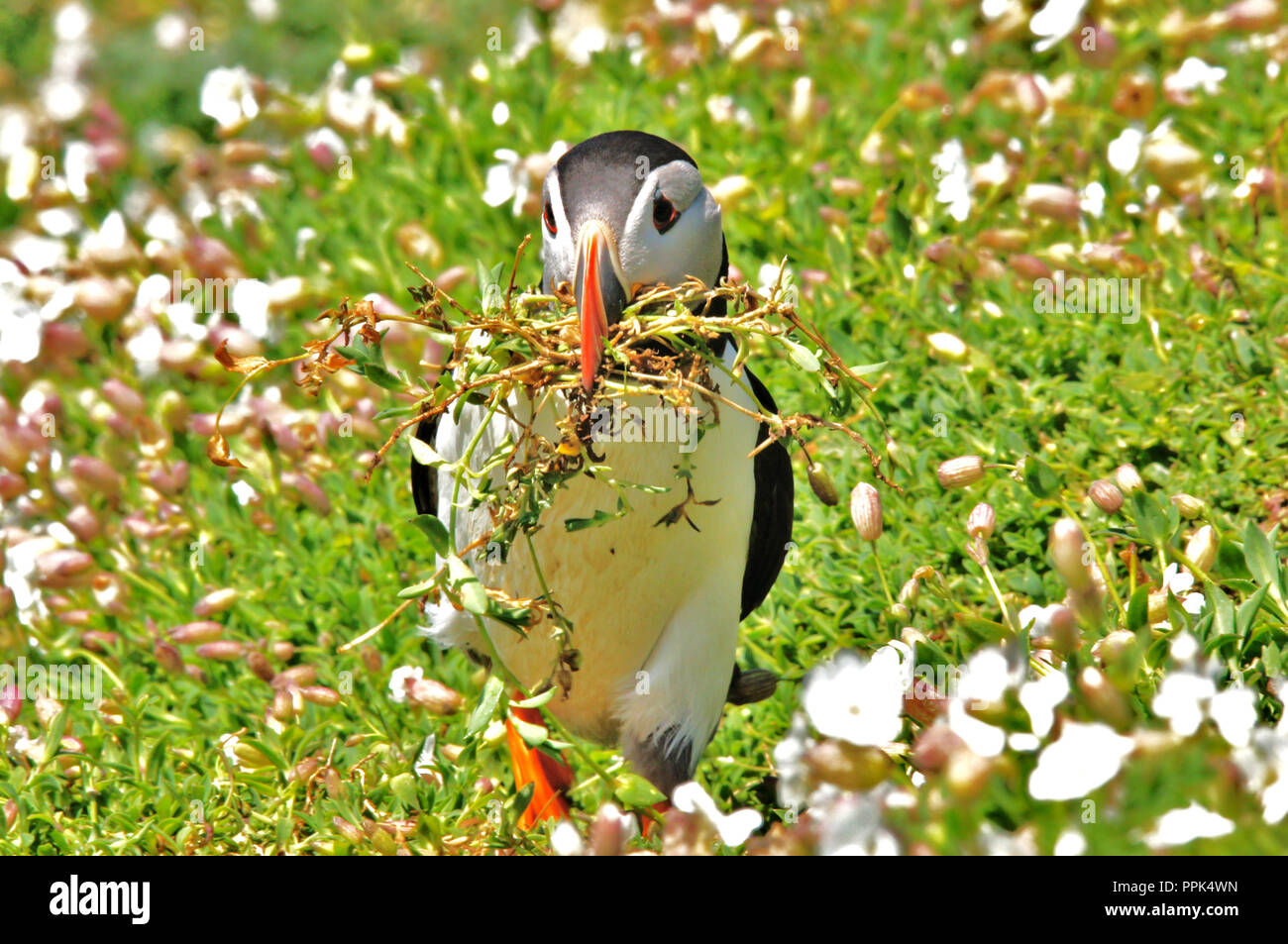 Puffin nest building hi-res stock photography and images - Alamy