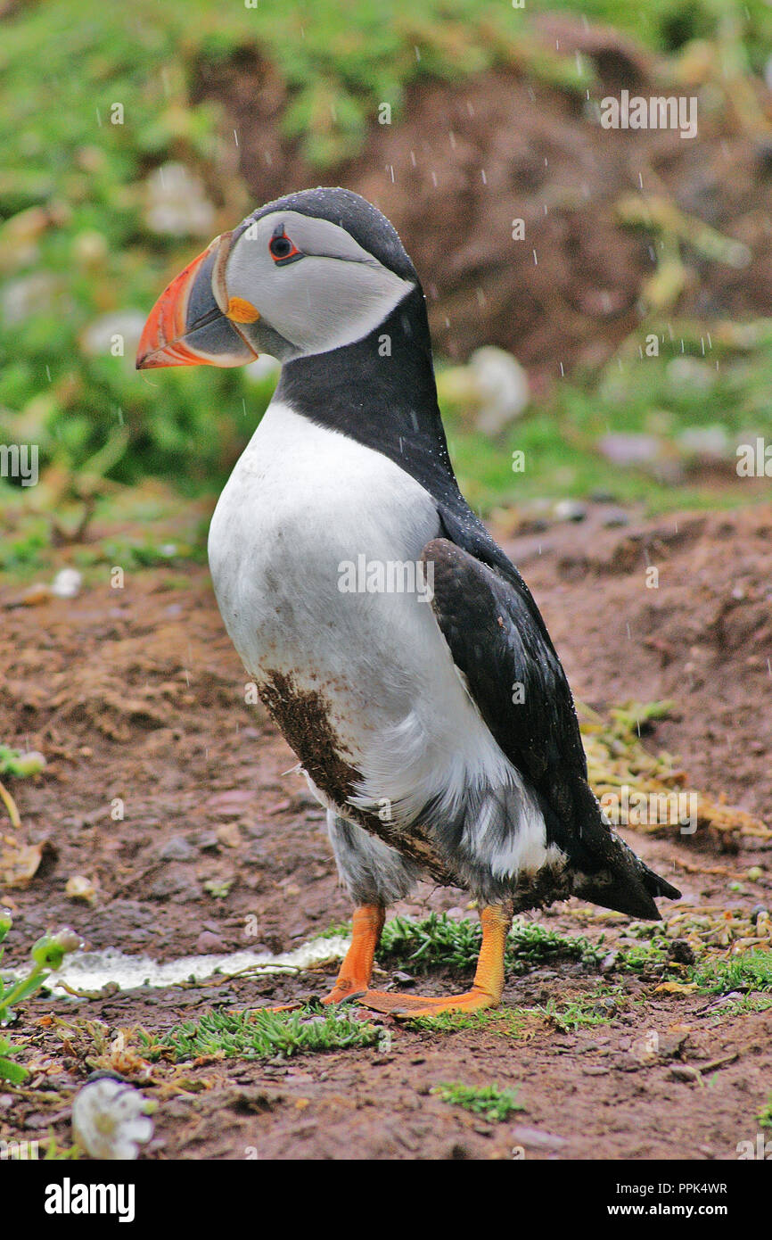 Alcidae bird hi-res stock photography and images - Alamy