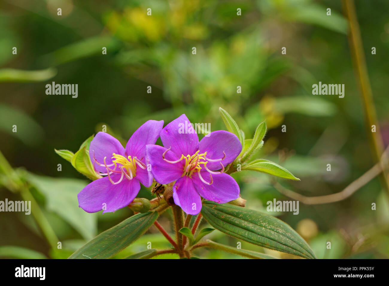 Melastoma Stock Photos & Melastoma Stock Images - Alamy