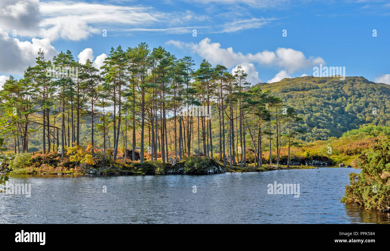SUILVEN SUTHERLAND SCOTLAND ISLAND OF SCOTS PINE LOCH DRUIM SUARDALAIN ...