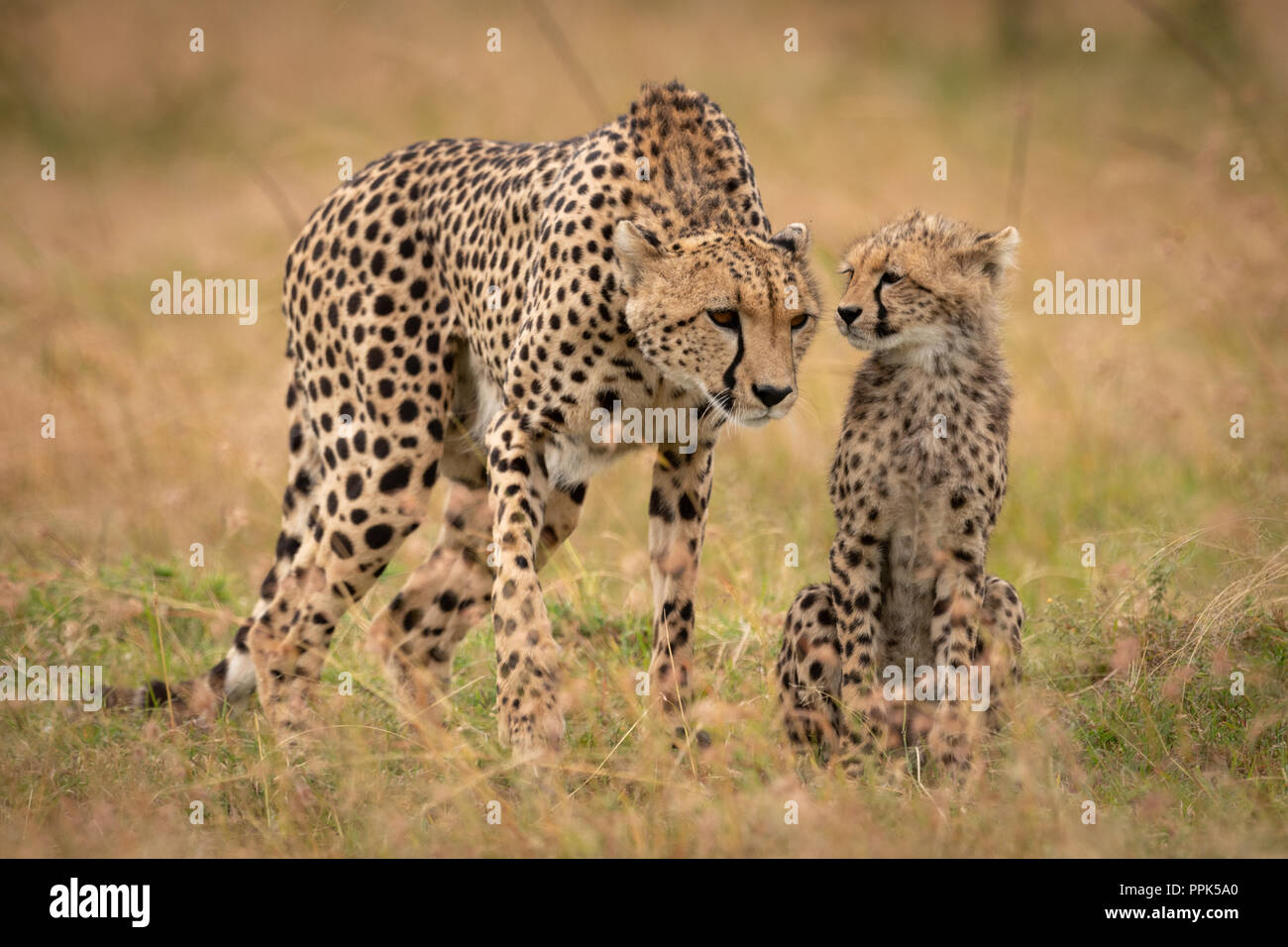 Whispering animals hi-res stock photography and images - Alamy