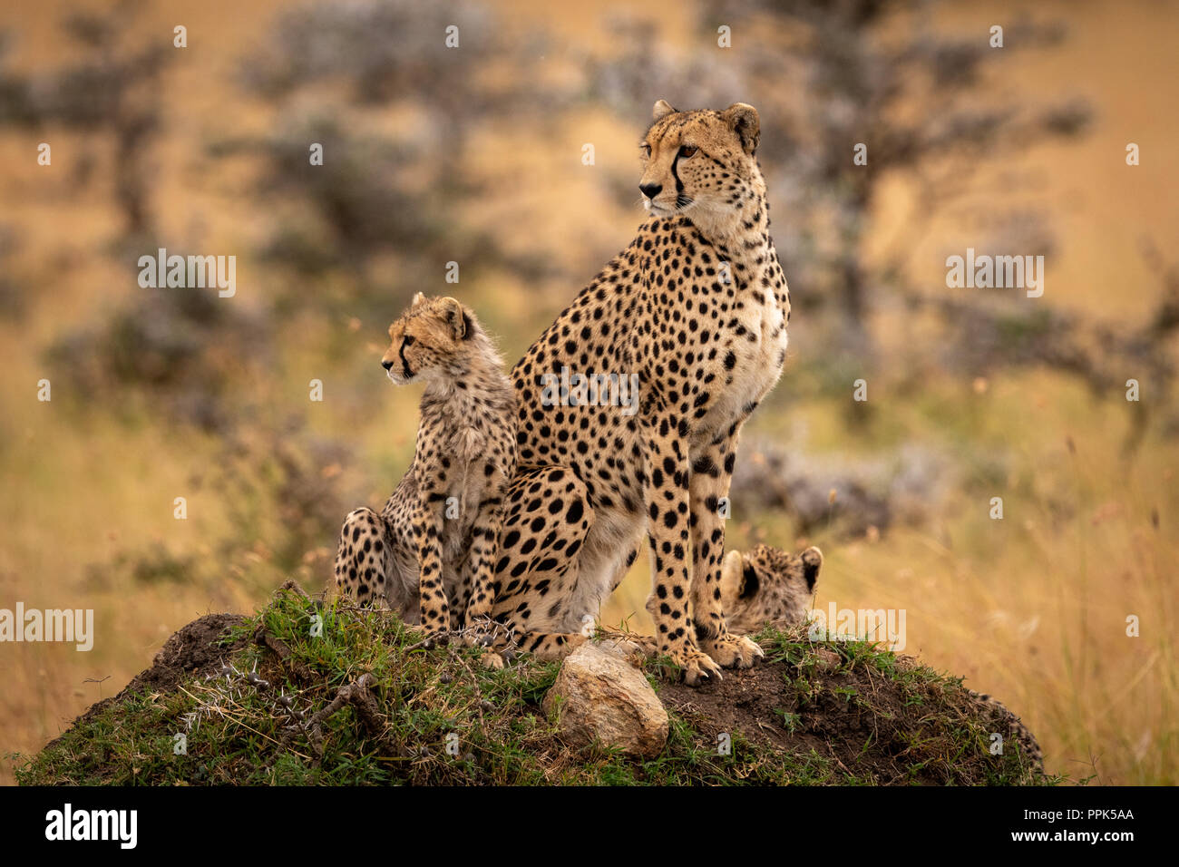 Cheetah and two cubs sit on mound Stock Photo - Alamy
