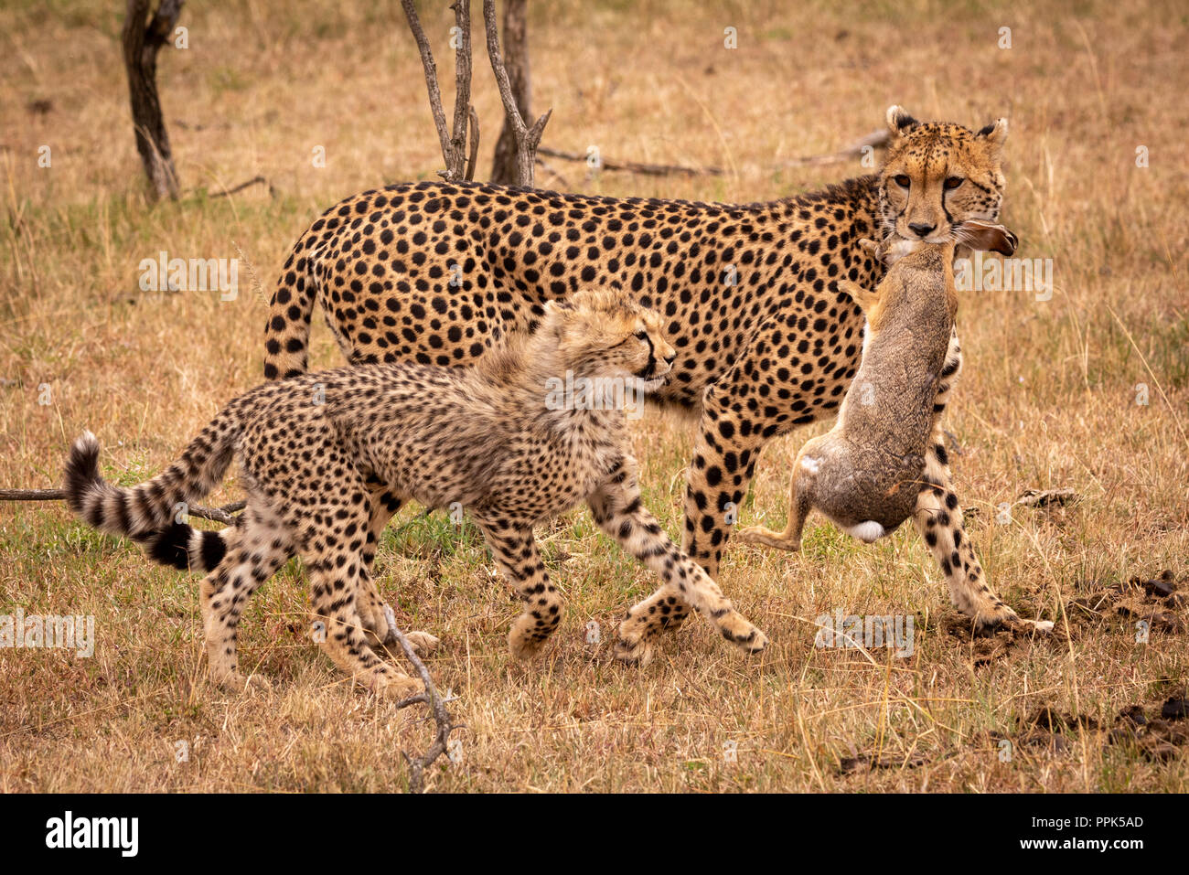 Cheetah carries dead scrub hare beside cub Stock Photo - Alamy