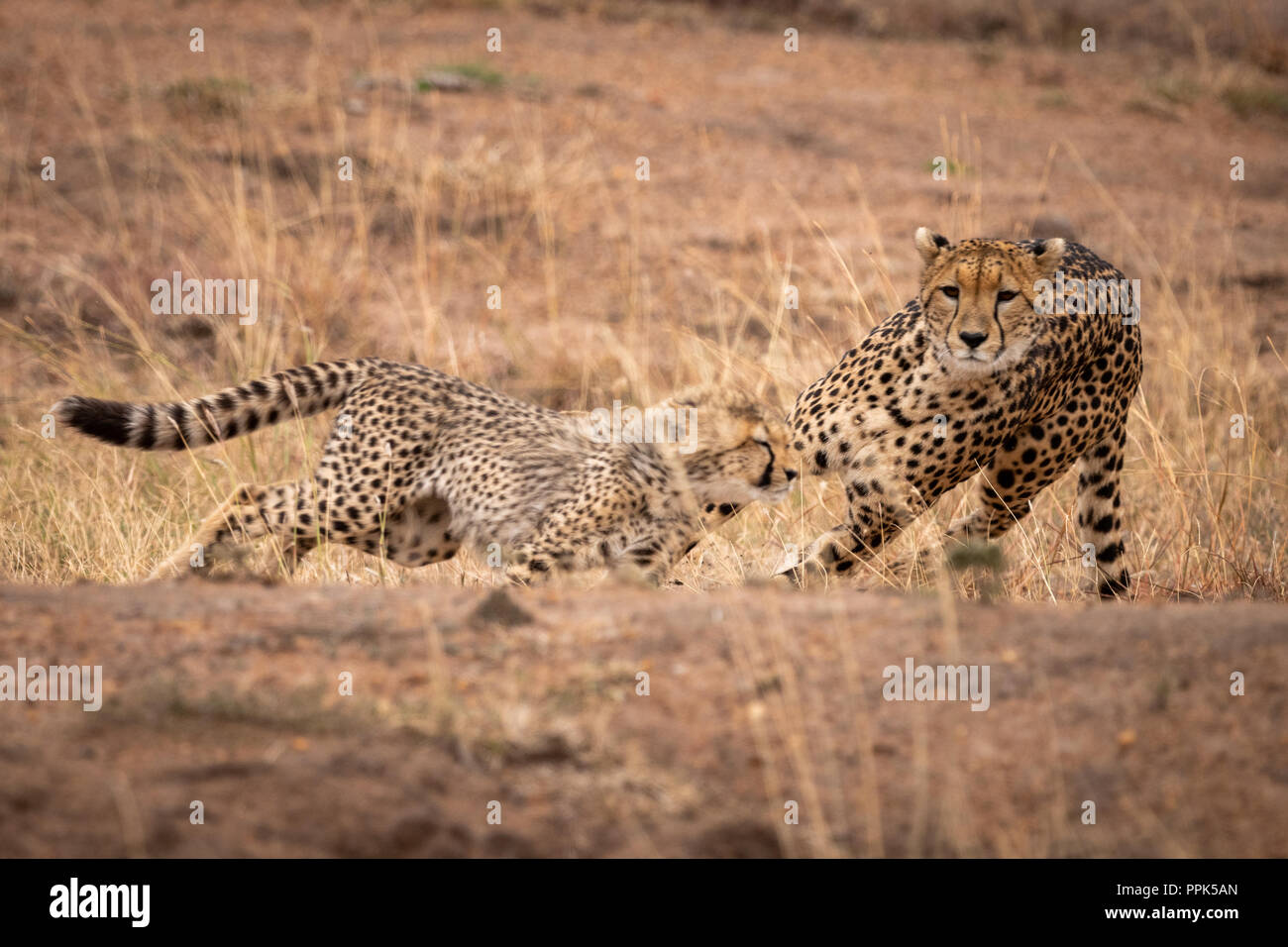 Cheetah cub chasing hi-res stock photography and images - Alamy