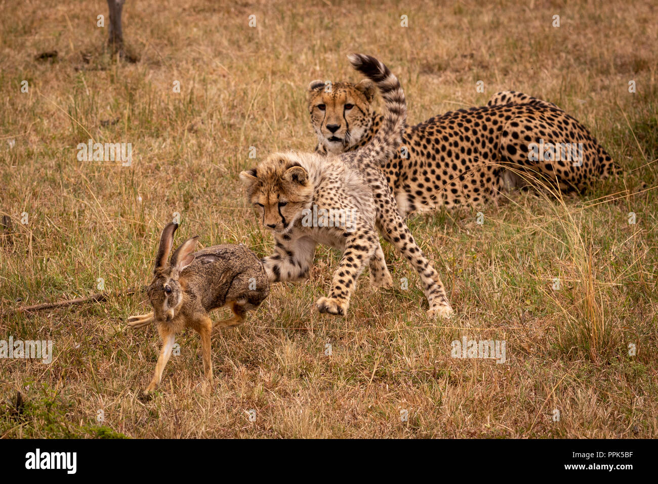 Cheetah cub chases scrub hare by mother Stock Photo - Alamy