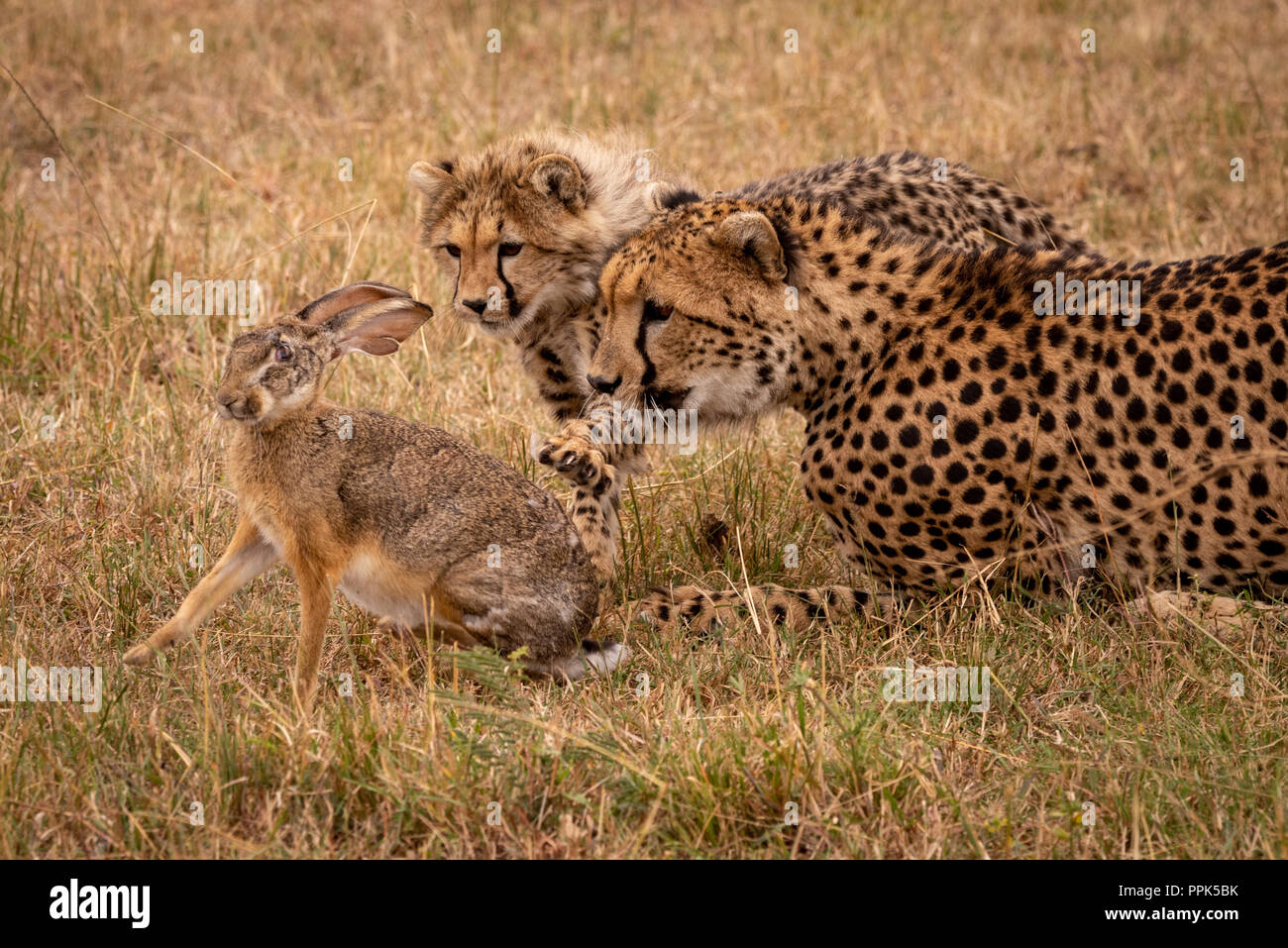 Cheetah cub claws scrub hare beside mother Stock Photo - Alamy