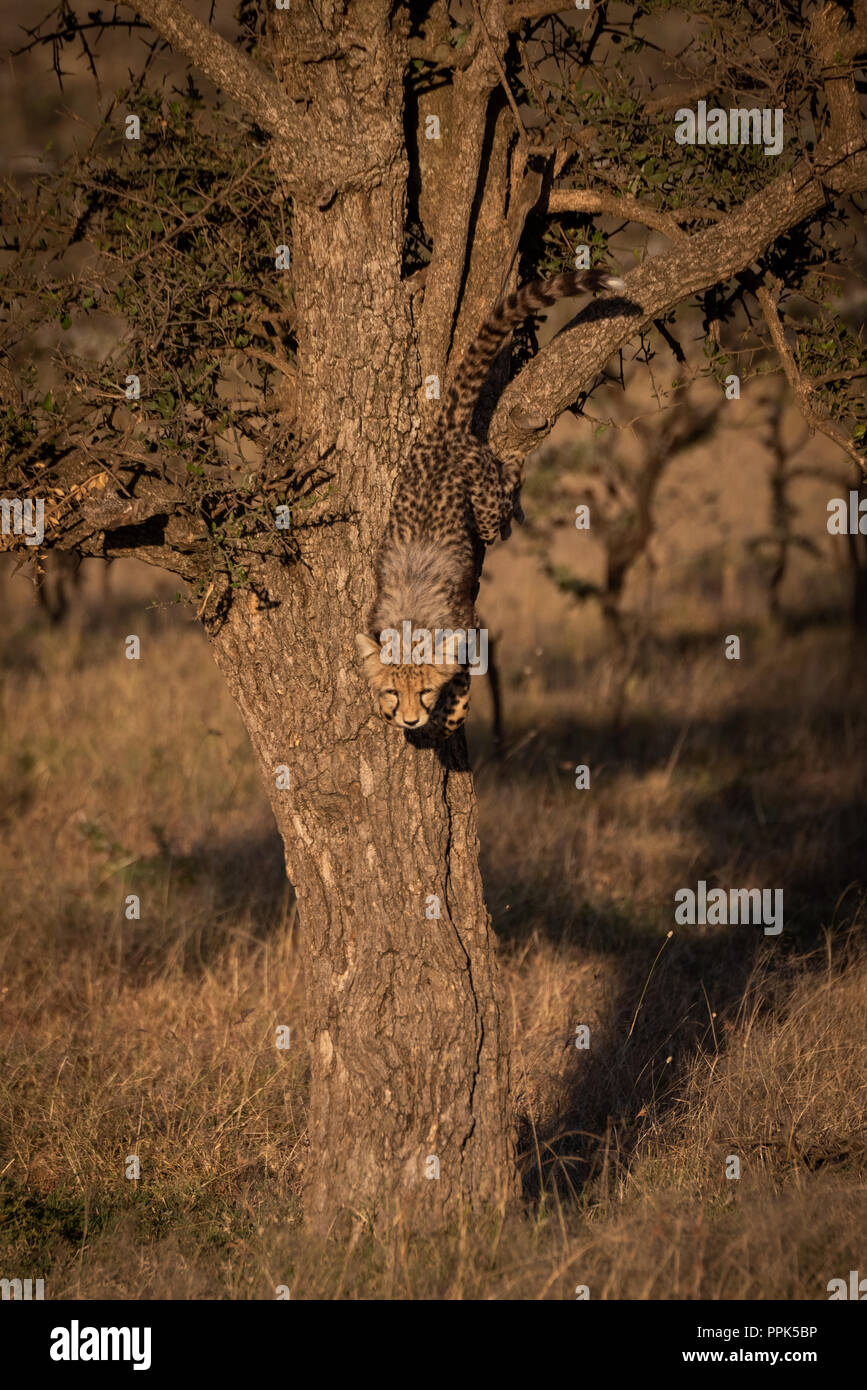 Cheetah cub climbing down tree at dawn Stock Photo - Alamy