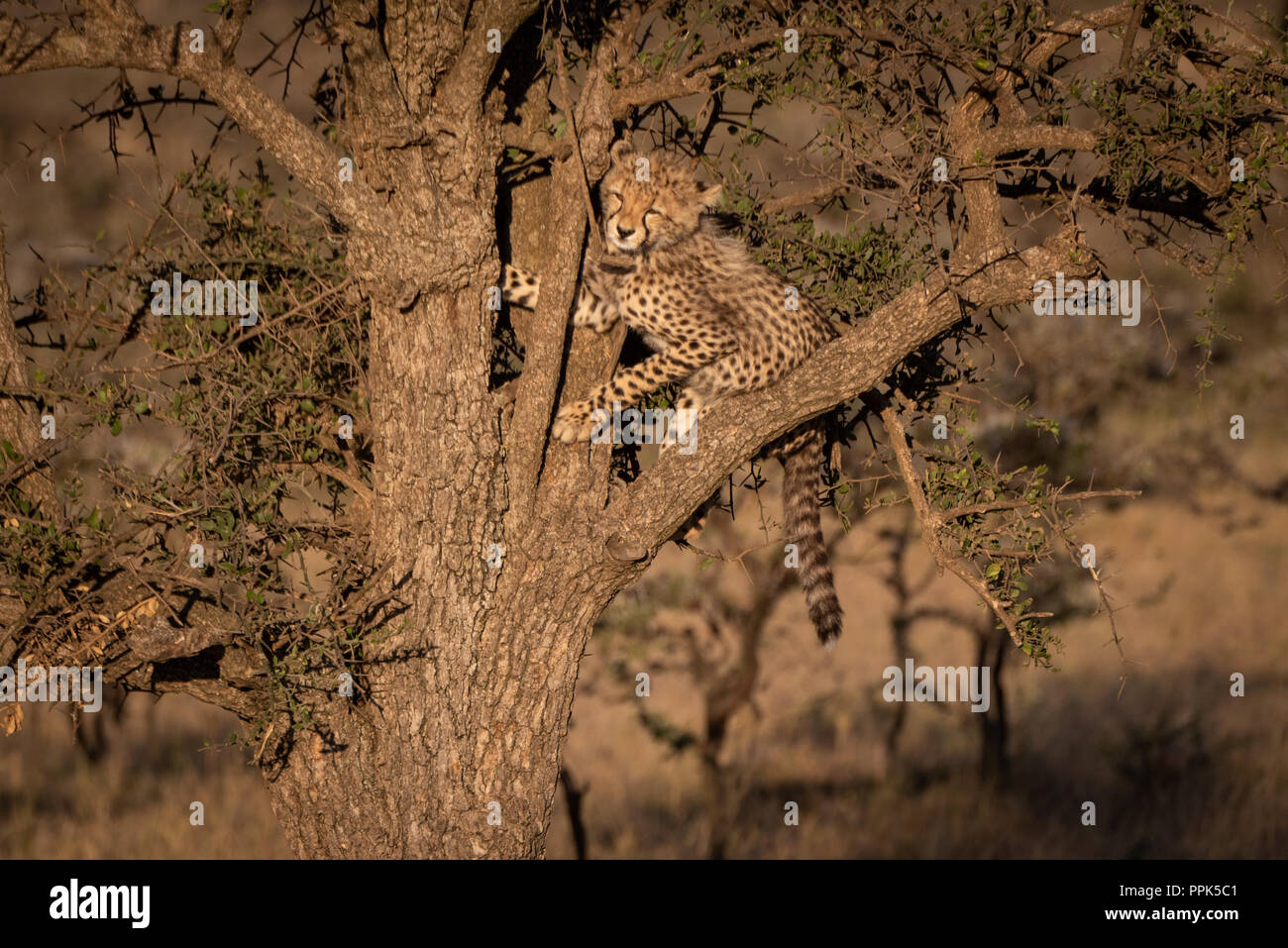 Cheetah cub climbing thorn tree at dawn Stock Photo - Alamy