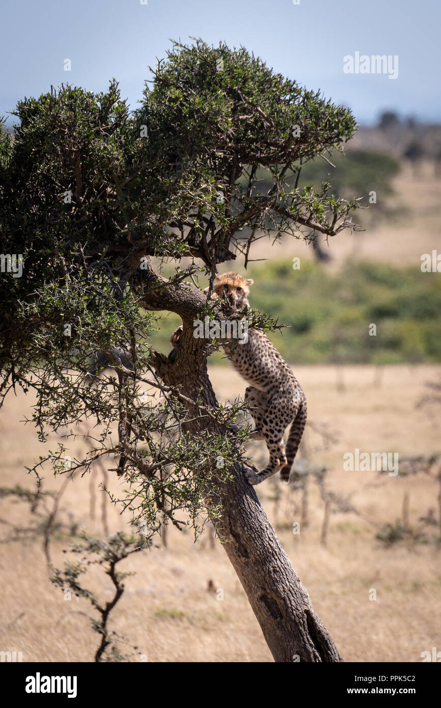 Cheetah cub climbing thorn tree in savannah Stock Photo - Alamy