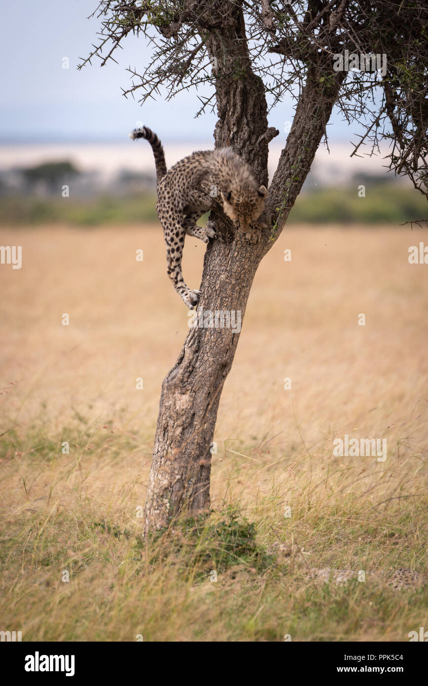 Cheetah cub climbing tree trunk looks down Stock Photo - Alamy