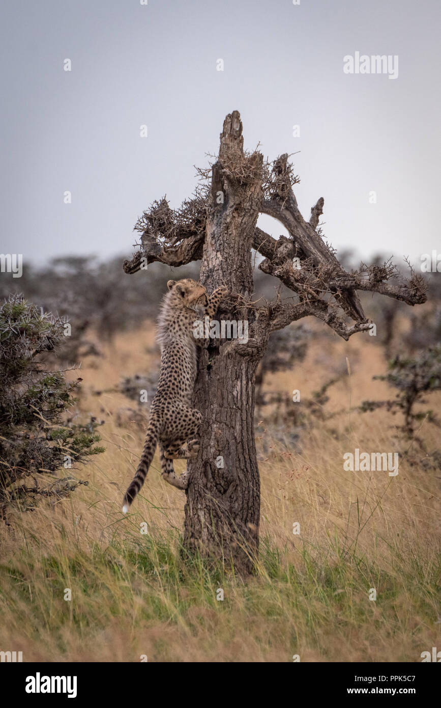 Cheetah cub climbs dead tree in savannah Stock Photo - Alamy