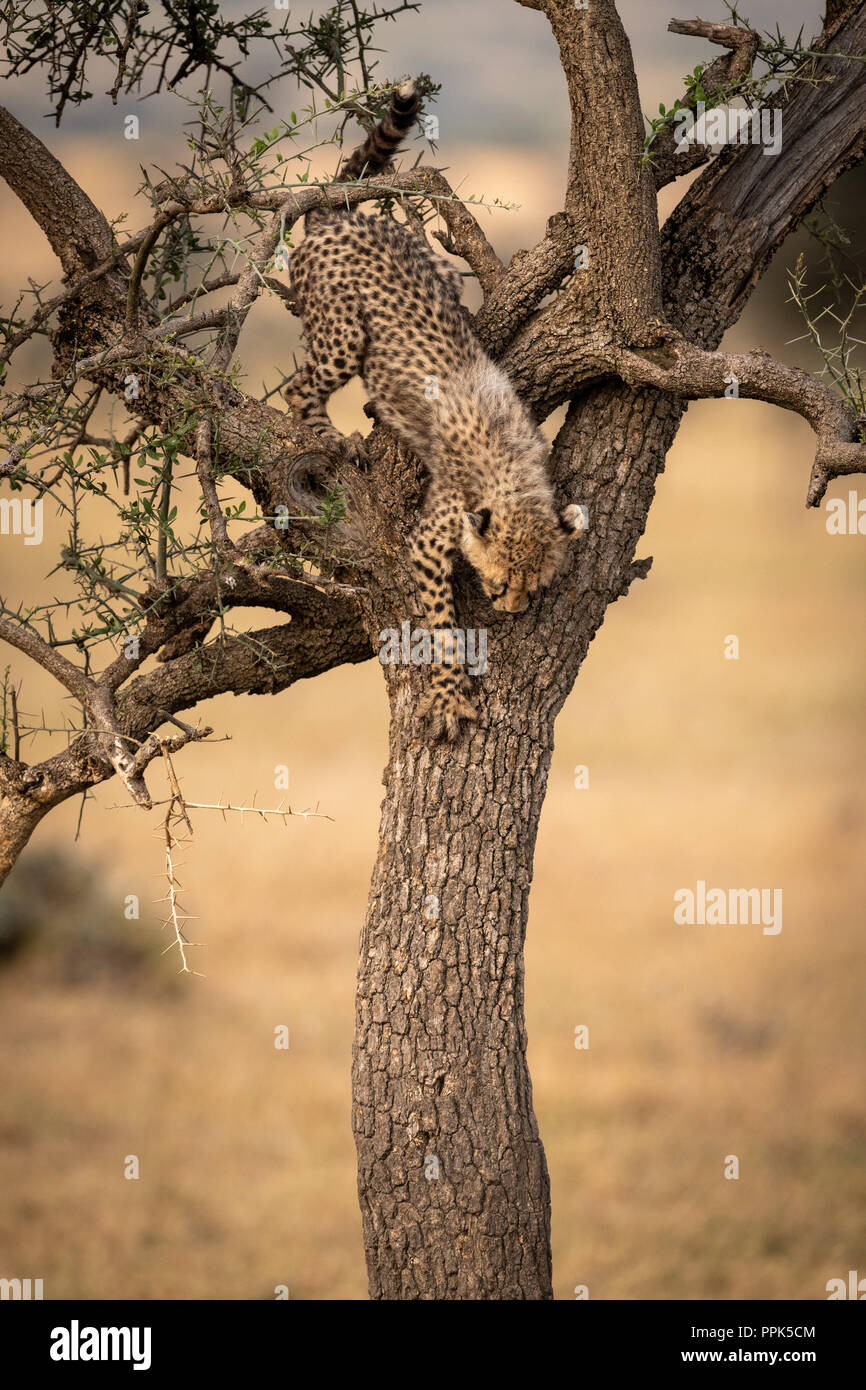 Cheetah cub climbs down tree in savannah Stock Photo - Alamy