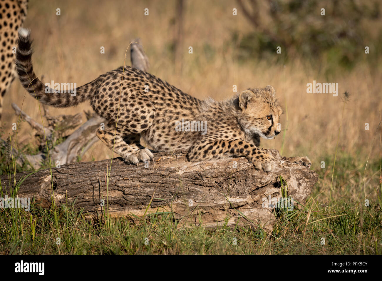 Cheetah Crouching High Resolution Stock Photography and Images - Alamy
