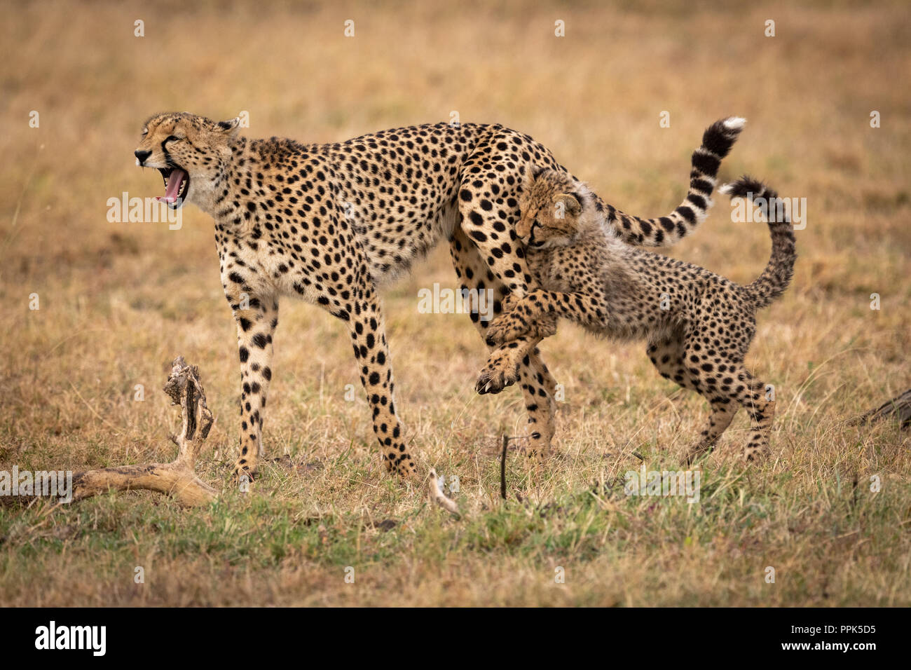 Cheetah cub grabs leg of yelping mother Stock Photo - Alamy