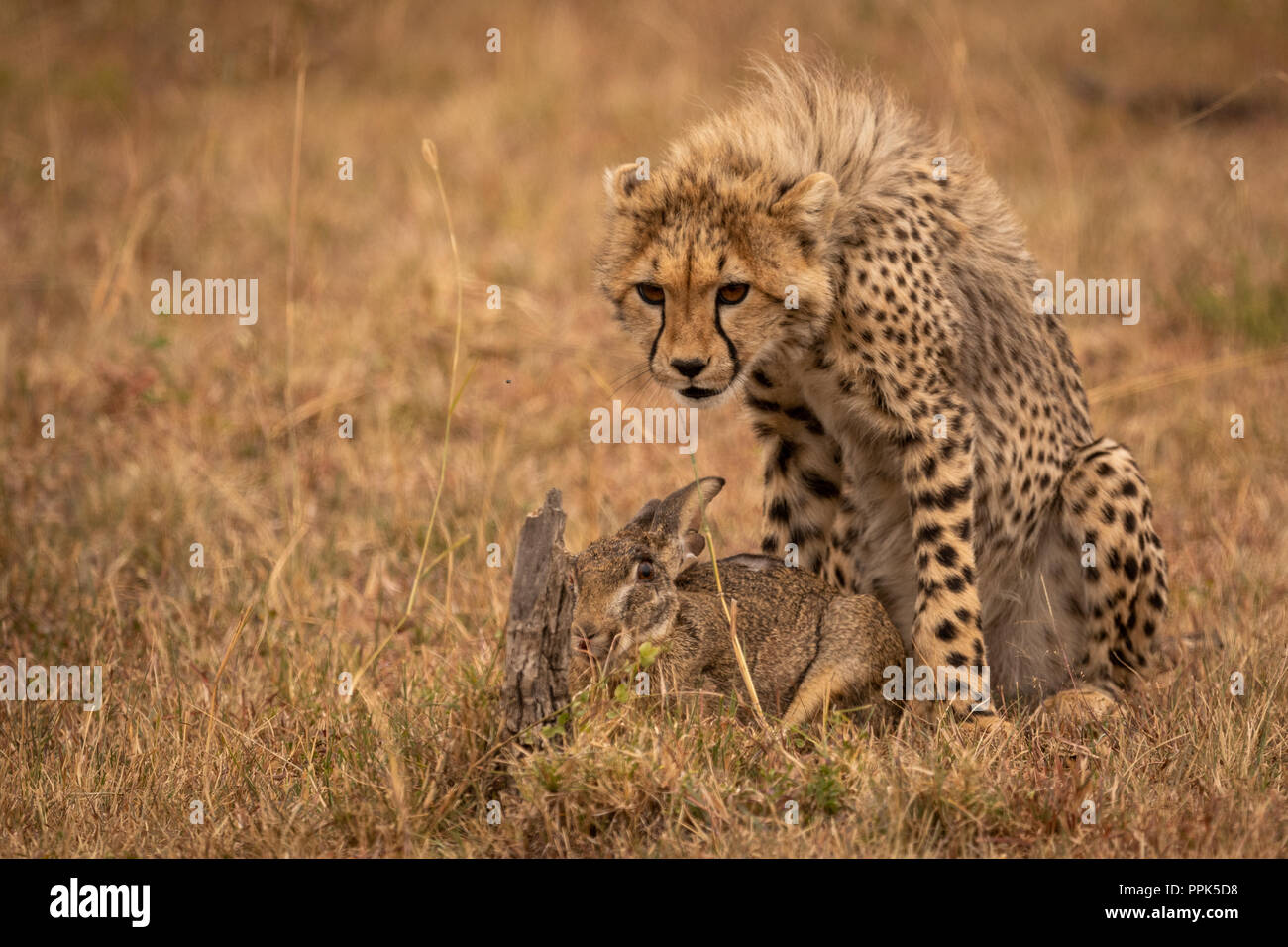 Cheetah cub guards scrub hare in savannah Stock Photo - Alamy