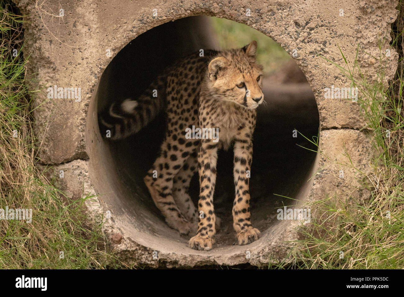 Cheetah cub in pipe stands looking right Stock Photo - Alamy