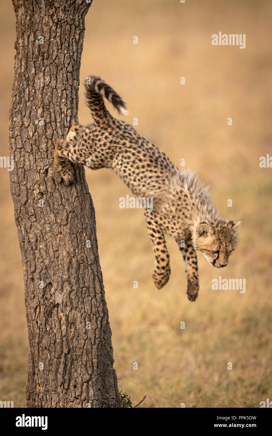 Cheetah cub jumping down from tree trunk Stock Photo - Alamy