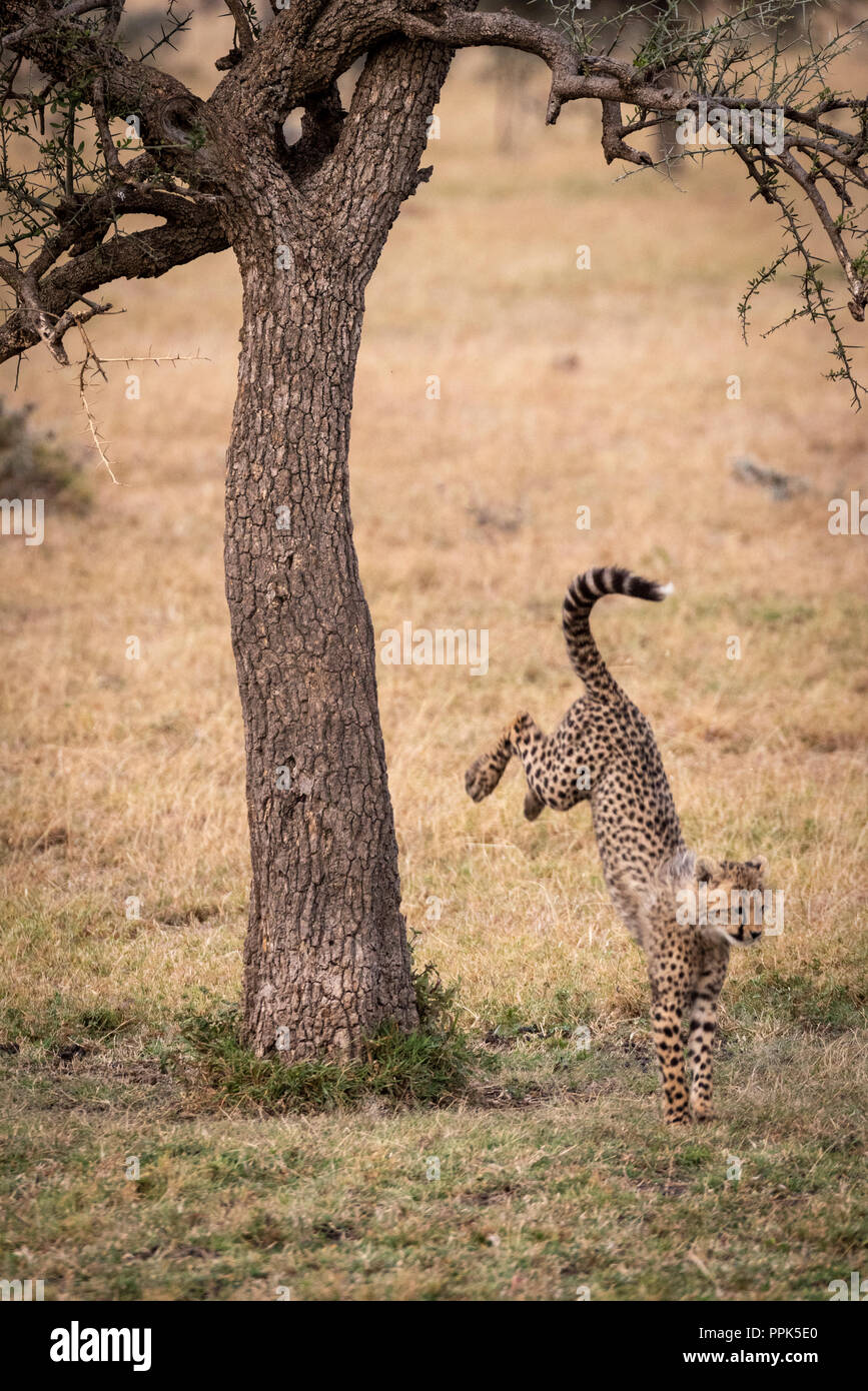 Cheetah cub jumping from tree in savannah Stock Photo - Alamy