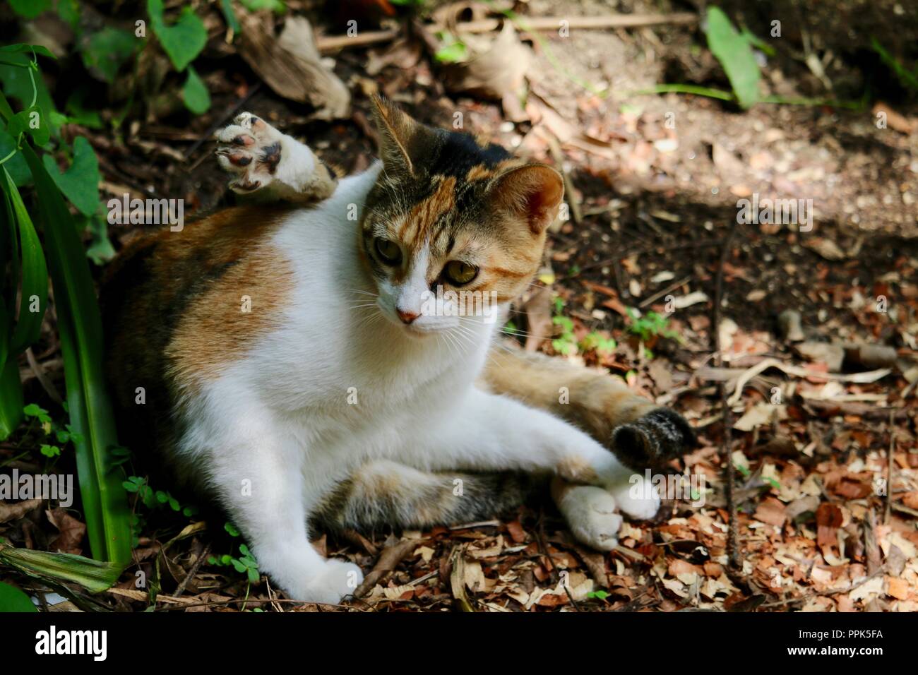 Calico coloured hi-res stock photography and images - Alamy