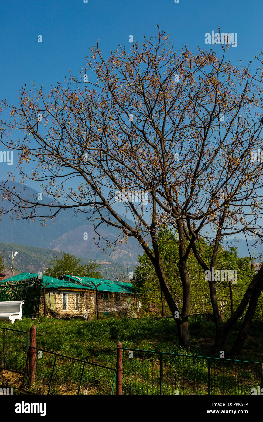 View of a tree and houses in the countryside near Thimpu, the capital ...