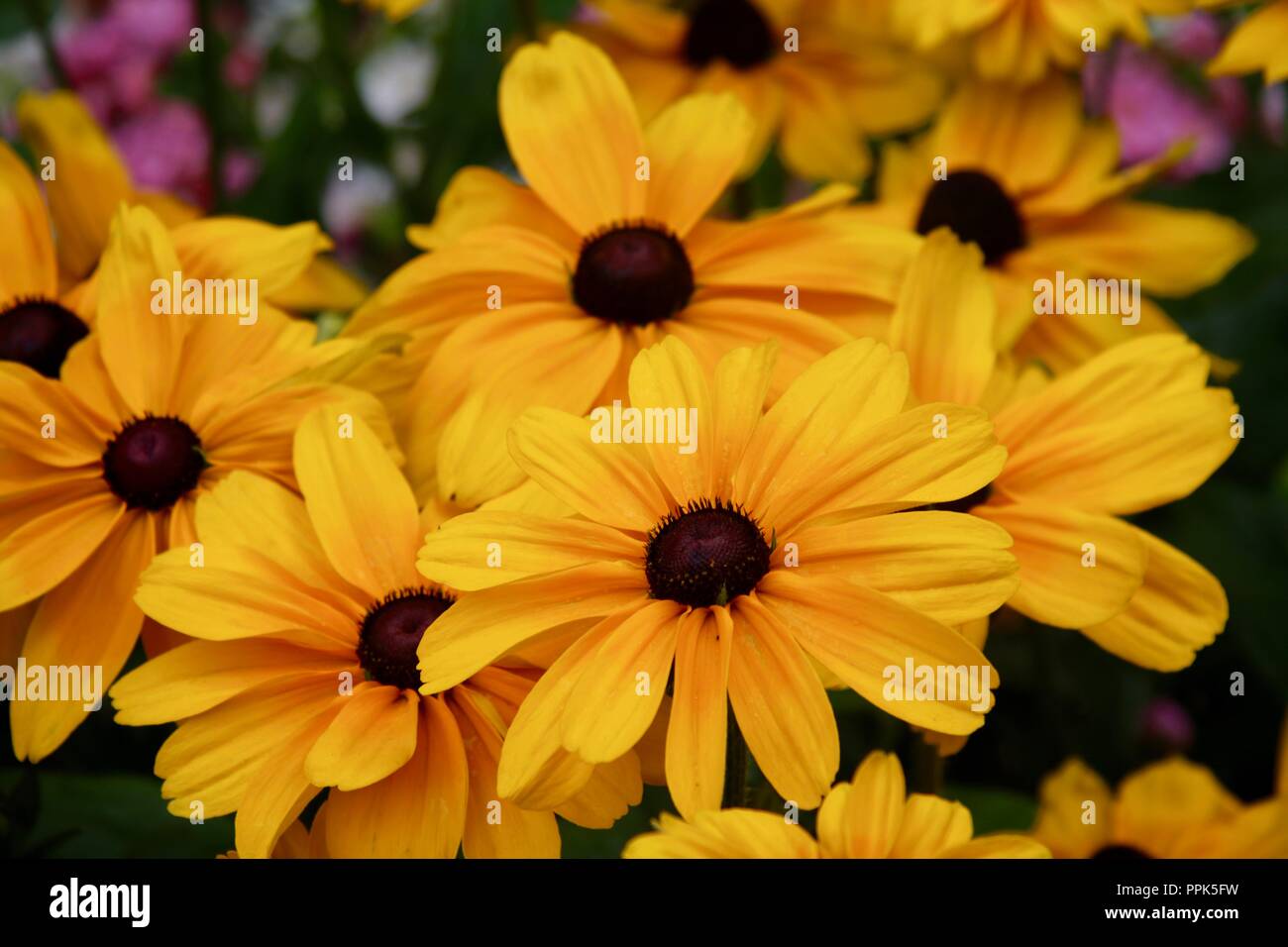 Bright yellow flowers in a park in Europe Stock Photo - Alamy