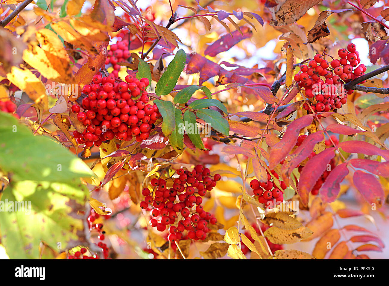 Bitter ash hi-res stock photography and images - Alamy