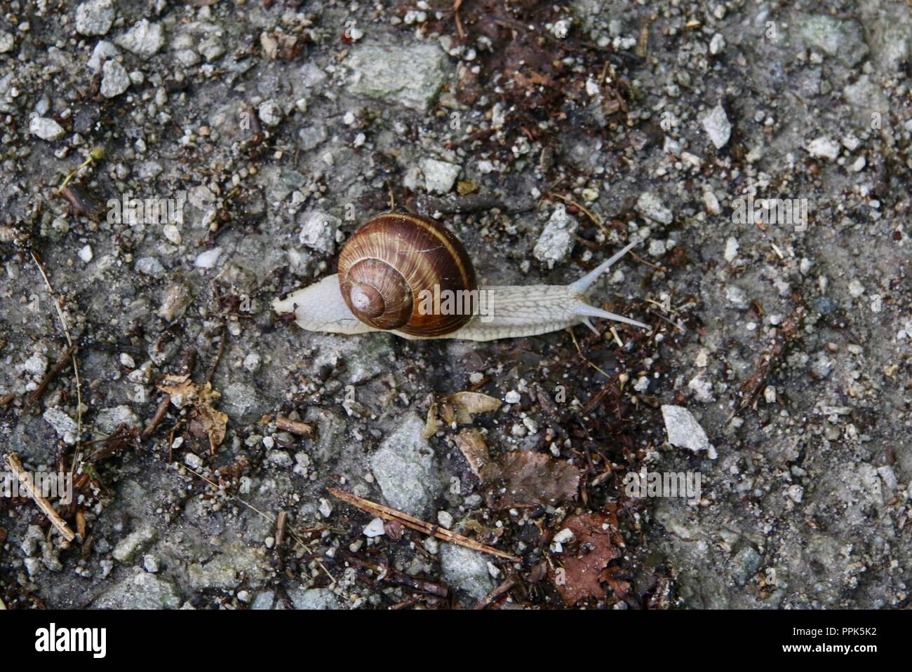 Snail making its way across a forest path Stock Photo - Alamy