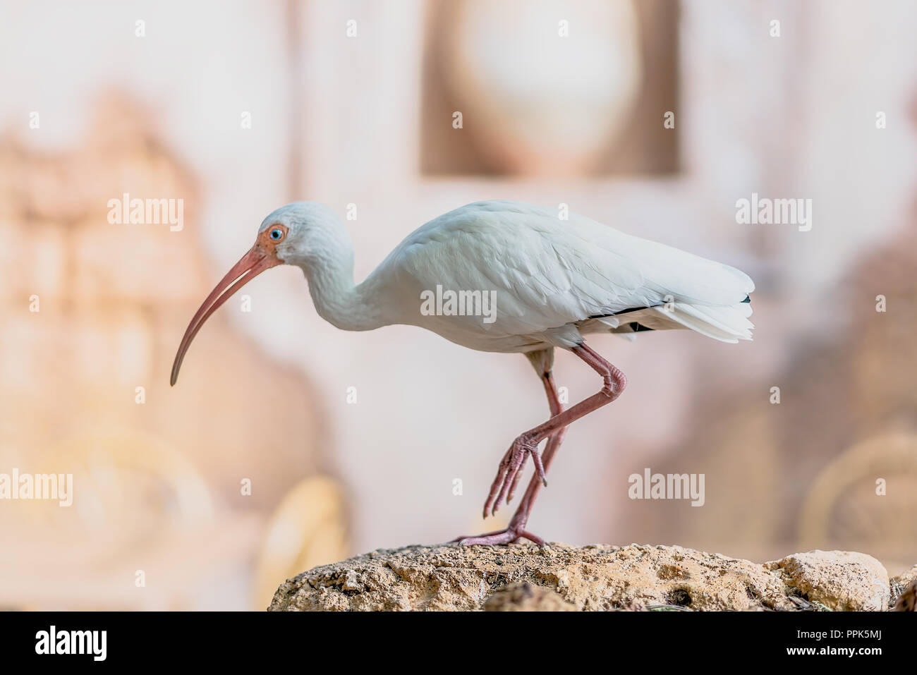 White Ibis Eudocimus albus portrait at Animal Kingdom Orlando Florida ...