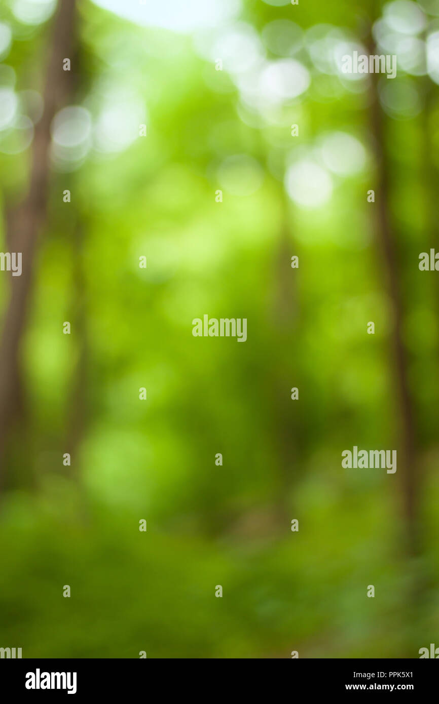 Blurry nature wallpaper. Forest bokeh background. Green defocused ...